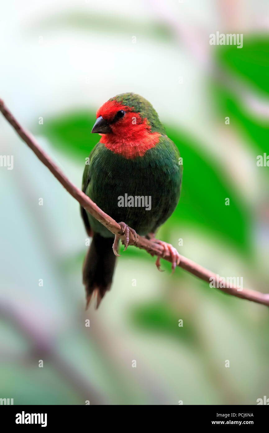 Red throated finch hi-res stock photography and images - Alamy