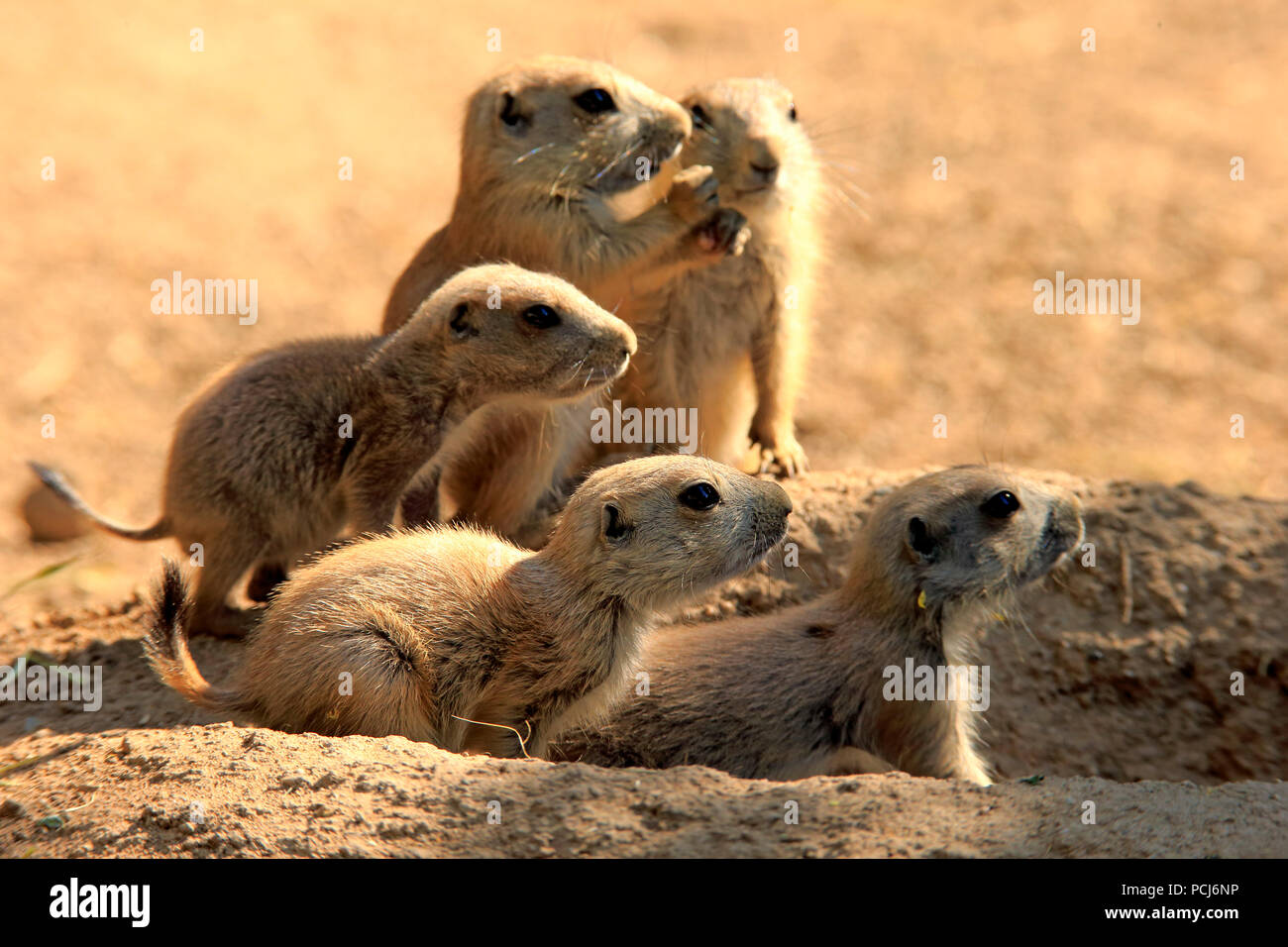 Black Tailed Prairie Dog, group of youngs at den, Northamerica ...