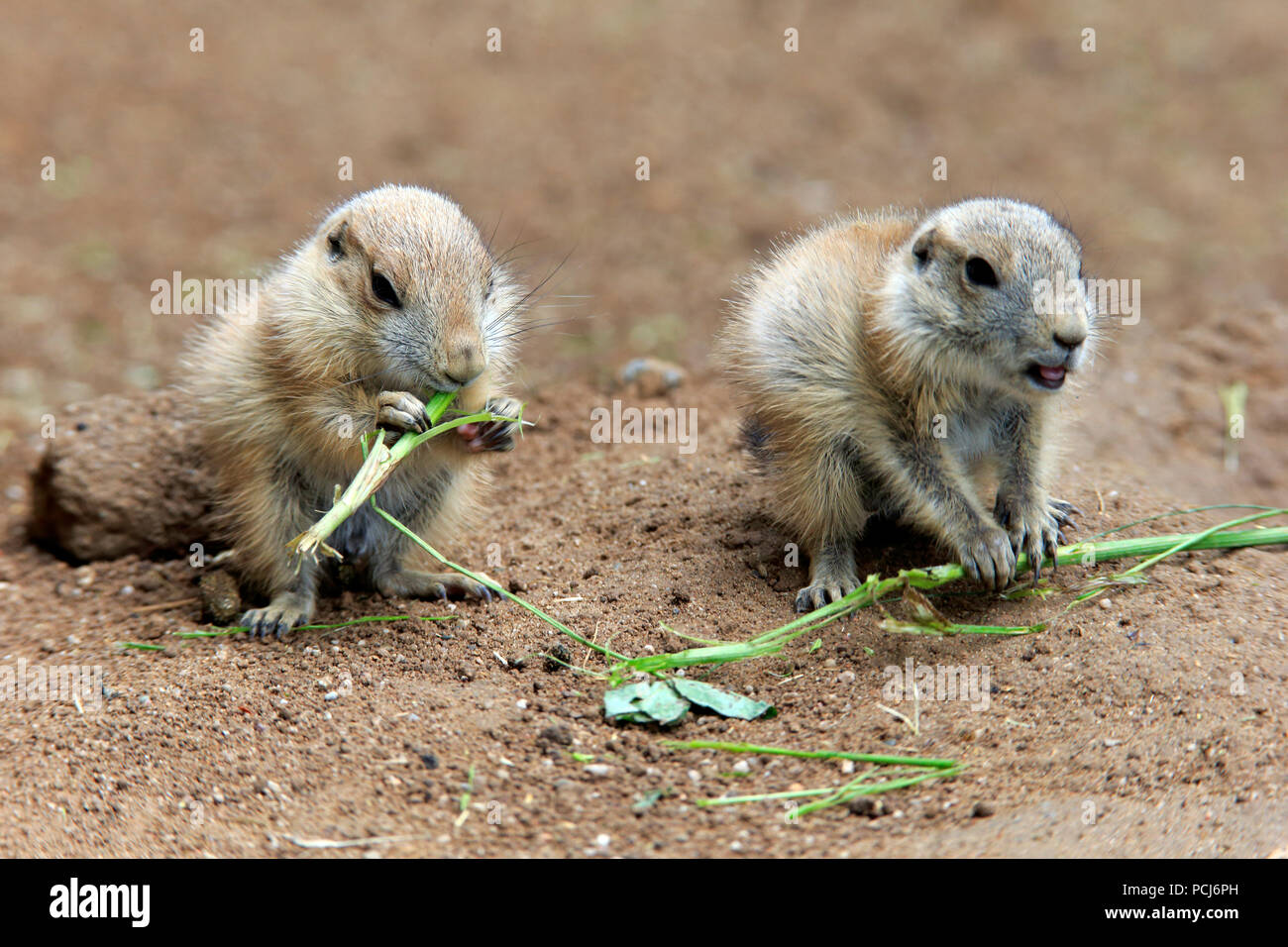 Two tailed animals hi-res stock photography and images - Alamy