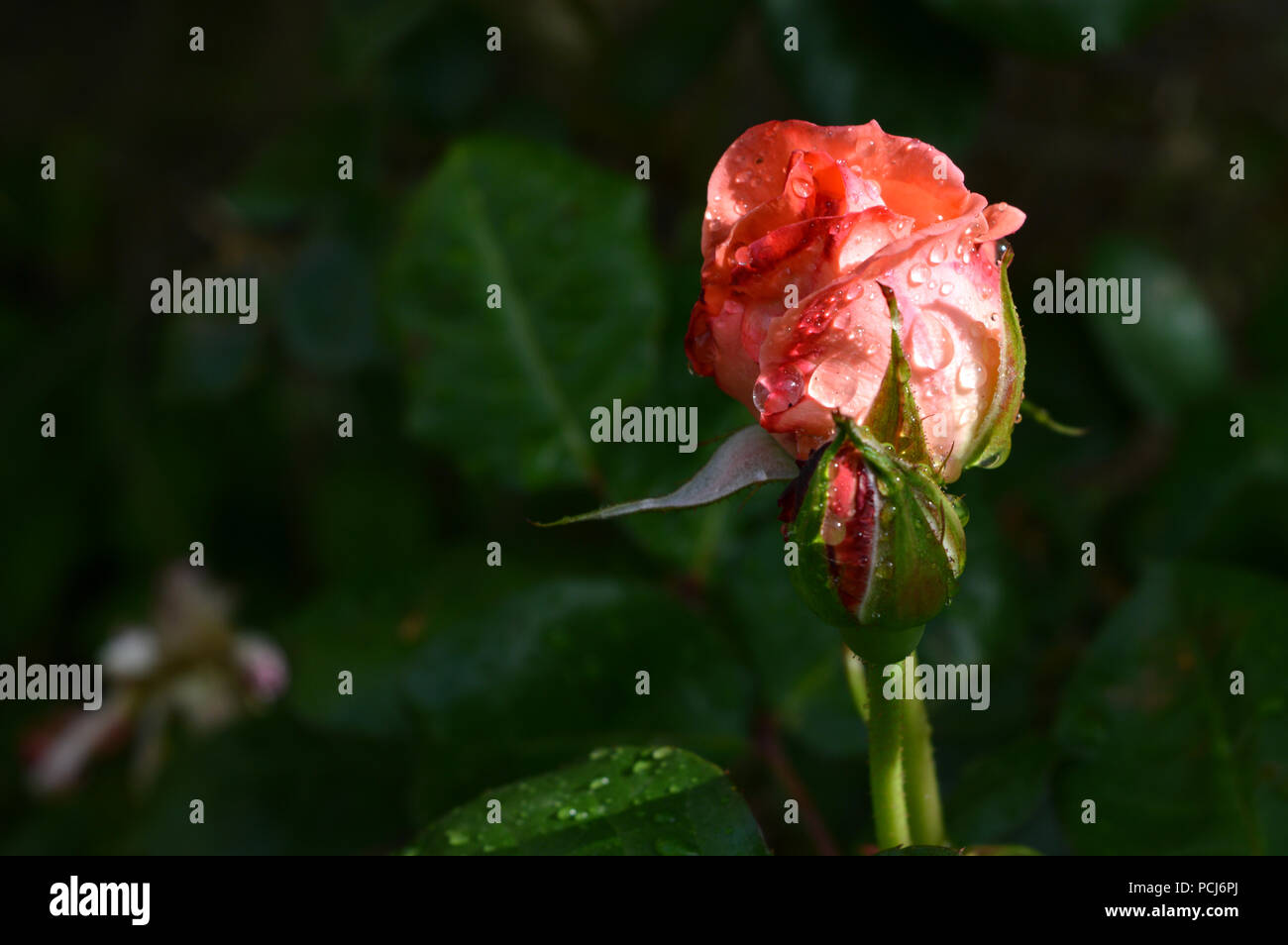 Beautiful pink rose close hi-res stock photography and images - Alamy