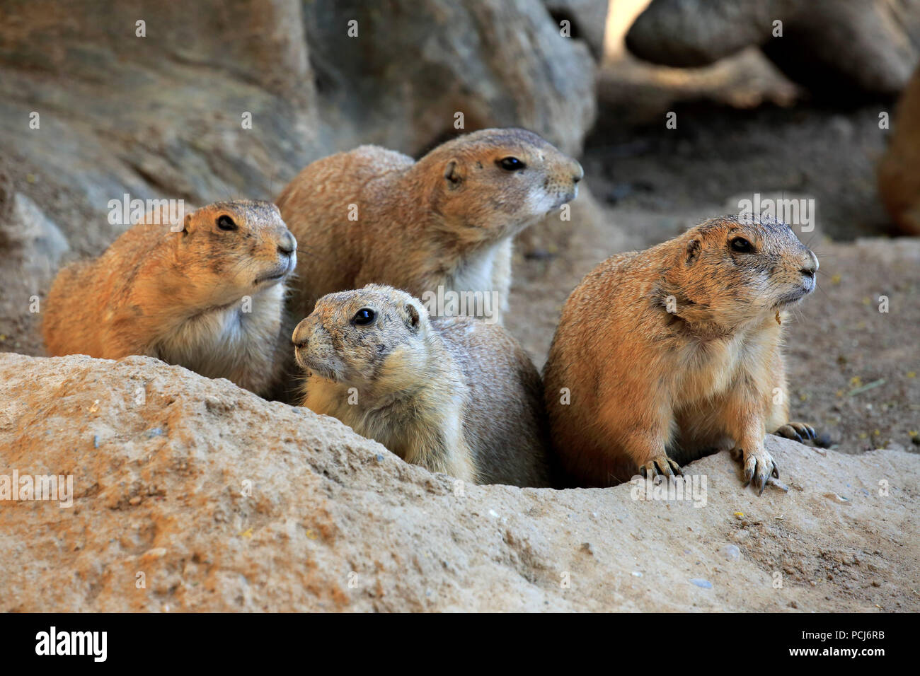 Prairie Dog Leading The Group