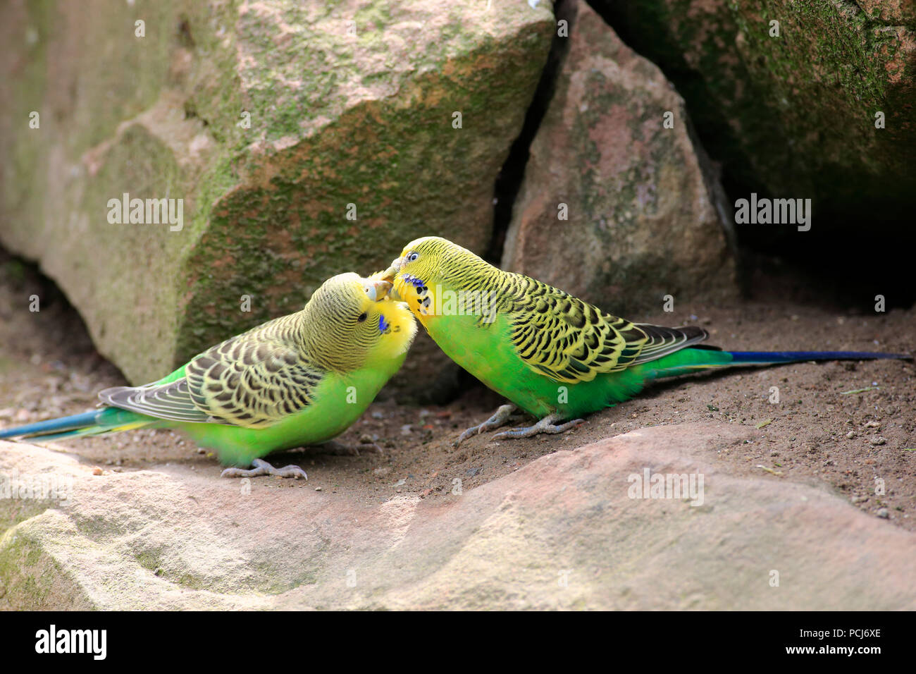 Adult budgerigar feeds its young hi-res stock photography and images ...