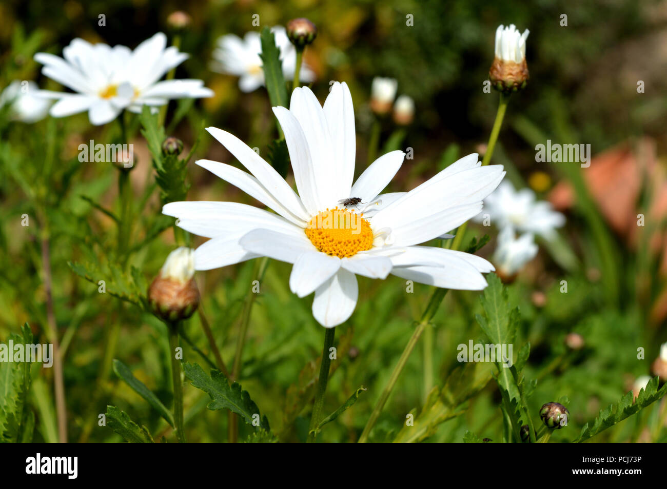 Daisy macro hi-res stock photography and images - Alamy