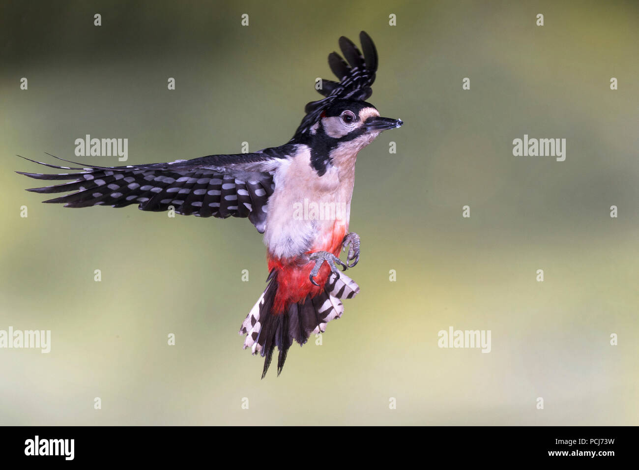 Buntspecht, NRW, Deutschland, (Dendrocopos major Stock Photo - Alamy