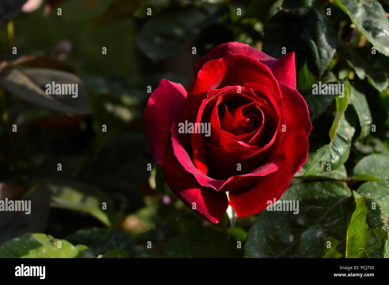Close-up of a Beautiful Red Rose, Macro, Nature Stock Photo - Alamy