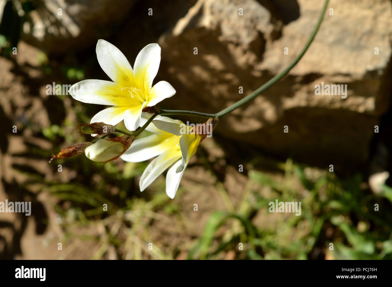 White freesia flower hi-res stock photography and images - Alamy