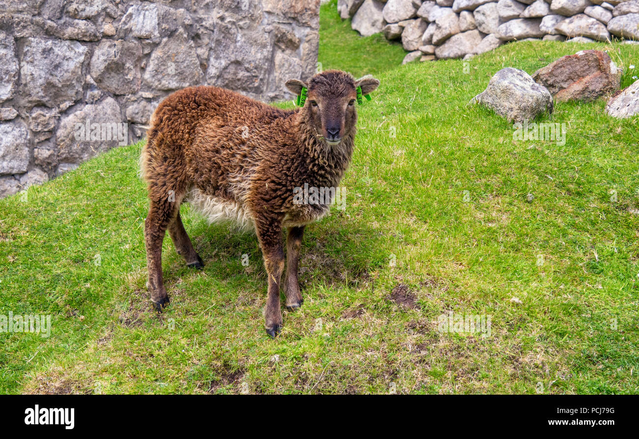 Soay island hi-res stock photography and images - Alamy