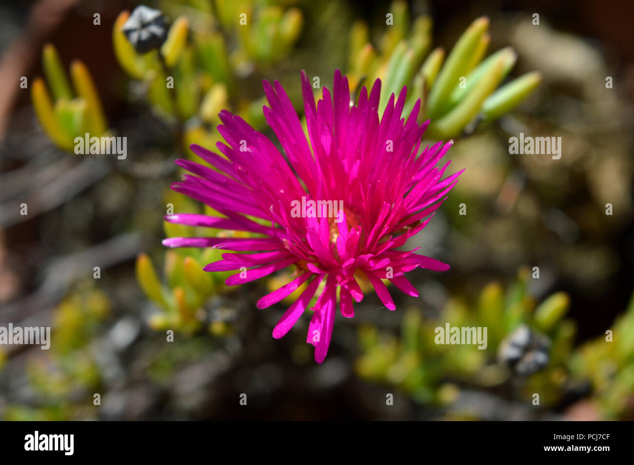 Pigface hi-res stock photography and images - Alamy