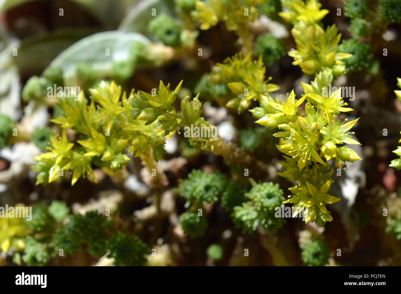 Yellow sedum hi-res stock photography and images - Alamy
