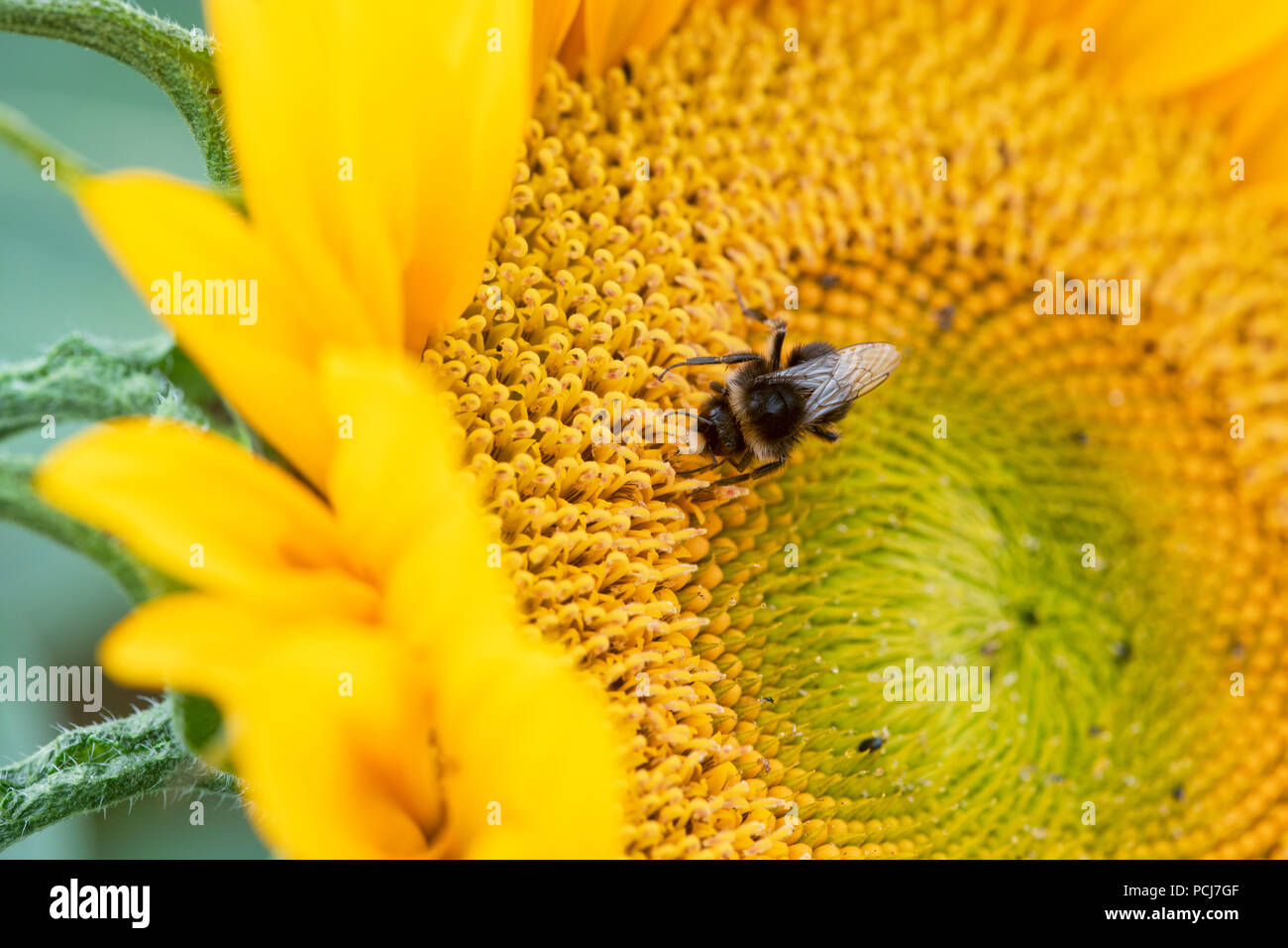 Helianthus annuus ’Sunrich gold’. Bombus. Bumblebee on Sunflower ...