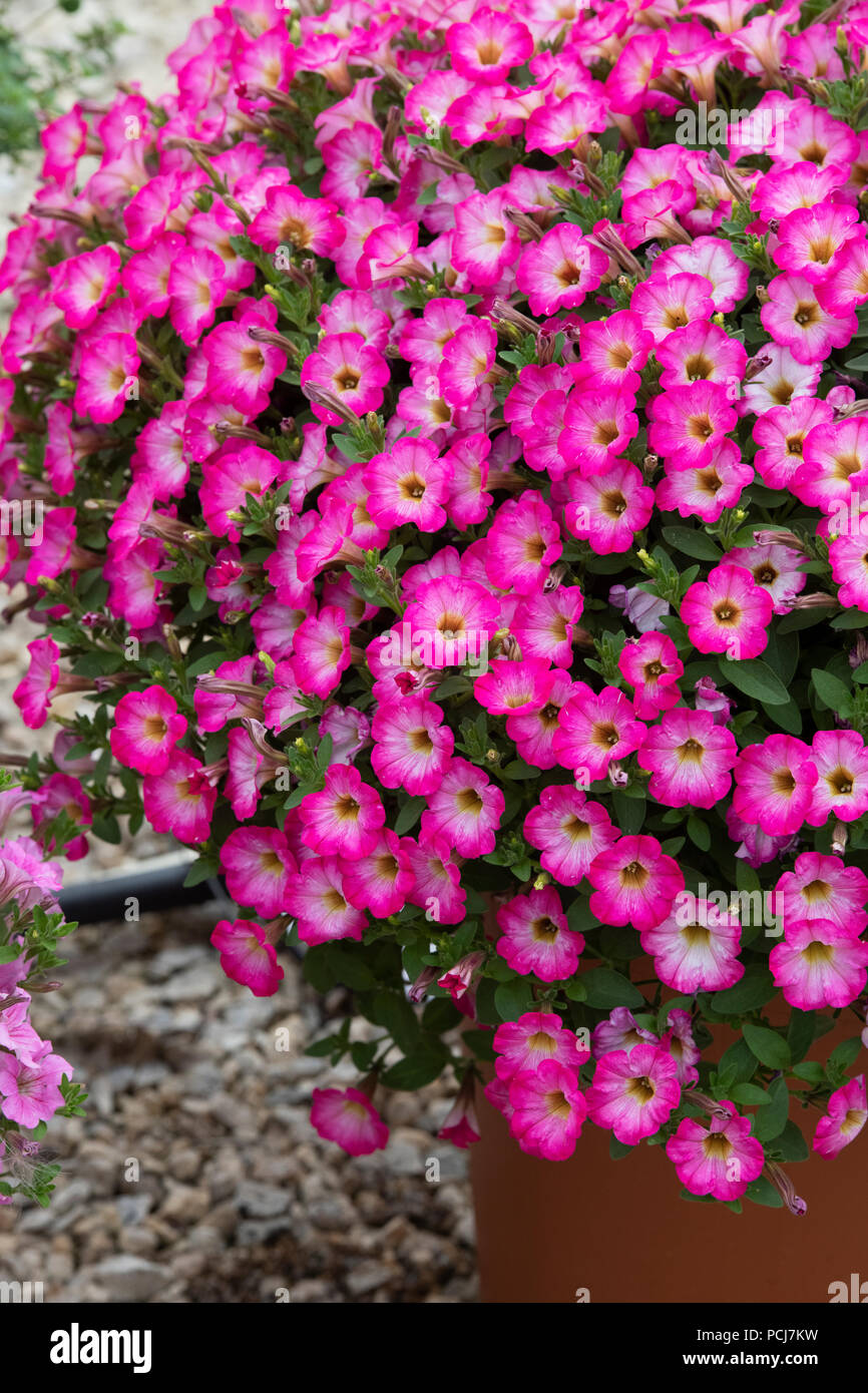 Frills hi-res stock photography and images - Alamy