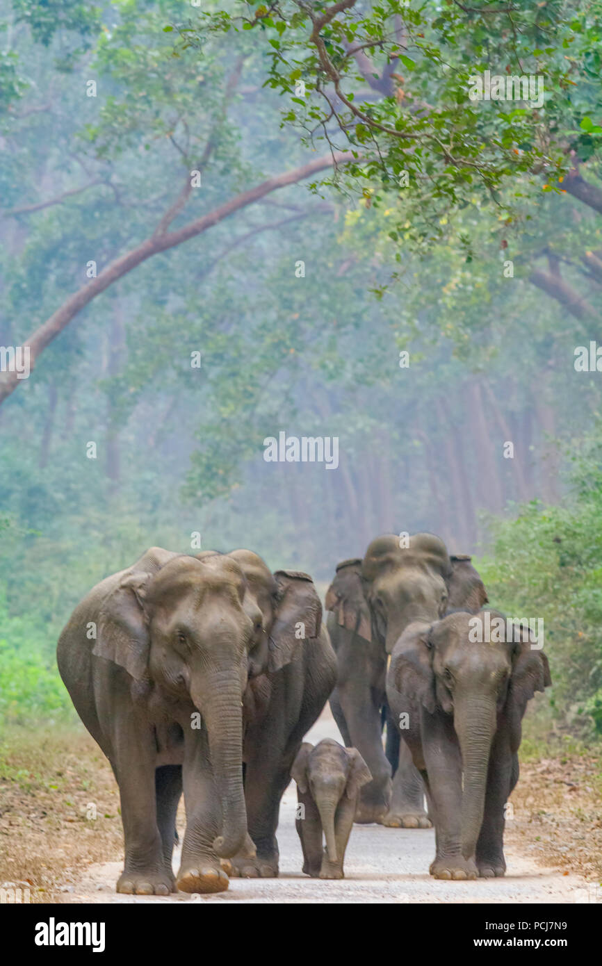 Elephants in indian forest hi-res stock photography and images - Alamy