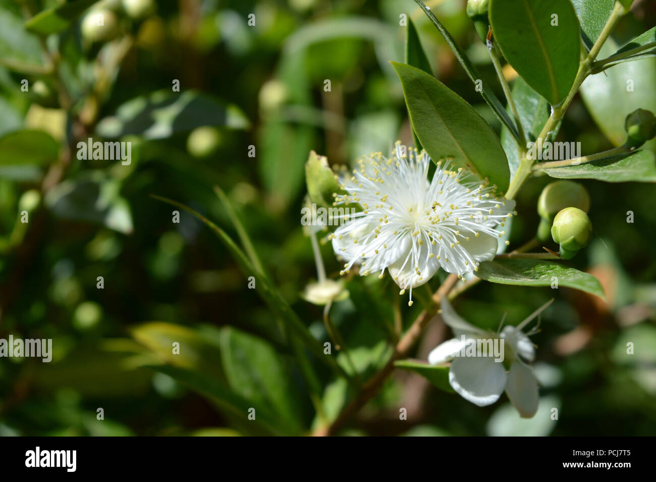 Myrtle flower hi-res stock photography and images - Alamy