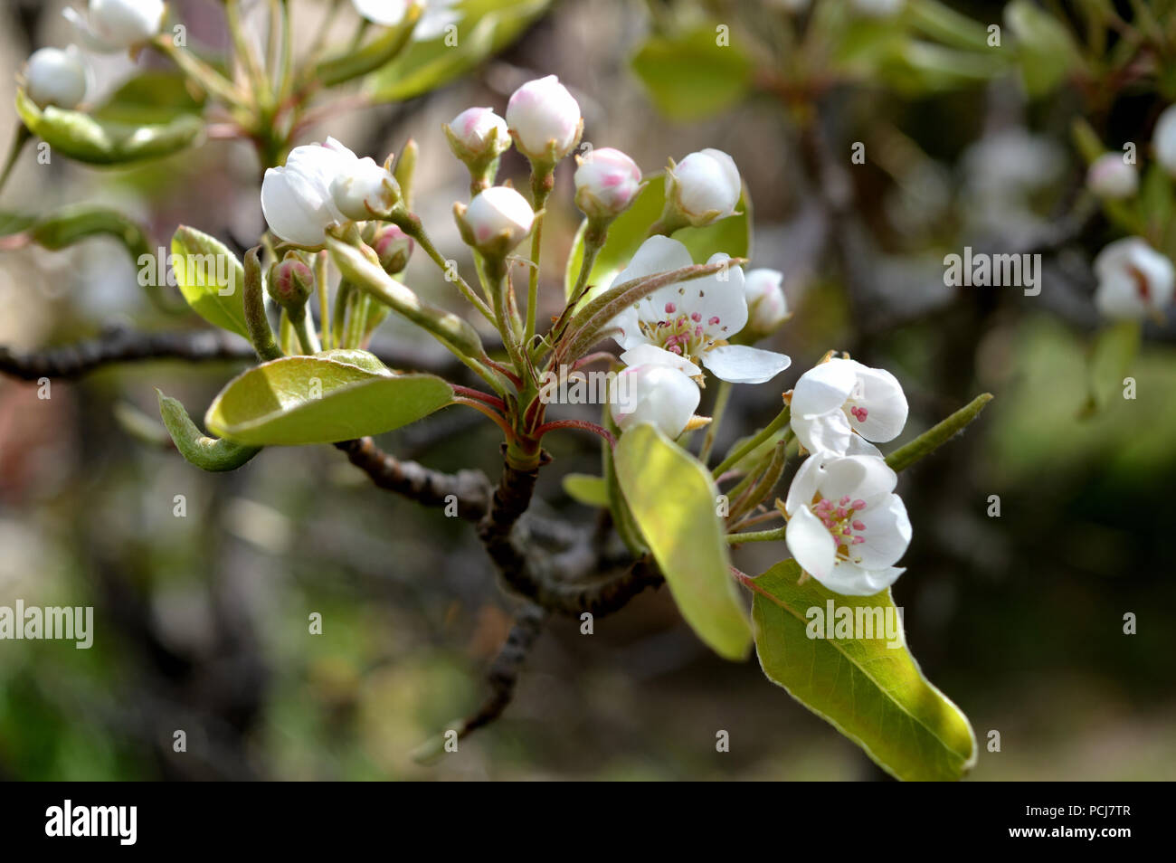 Pear fruit flowers hi-res stock photography and images - Alamy