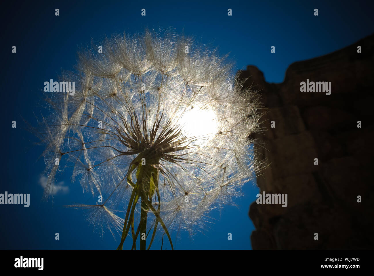 Detail sun light from the head of dandelion flower at great court of ...
