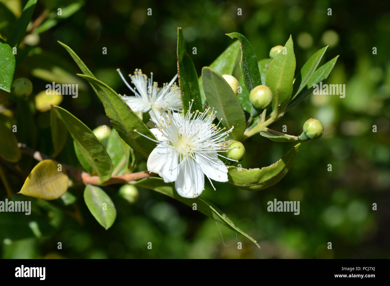 Myrtle flower hi-res stock photography and images - Alamy