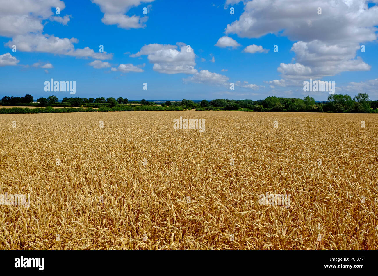 Barley field backdrop hi-res stock photography and images - Alamy