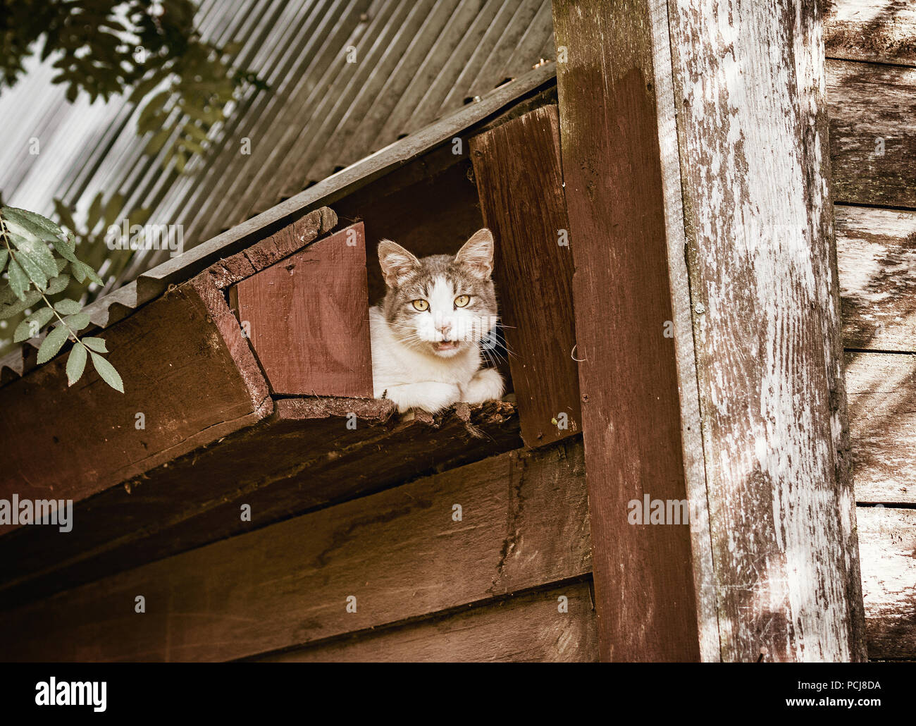 Cat under the private house roof Stock Photo - Alamy