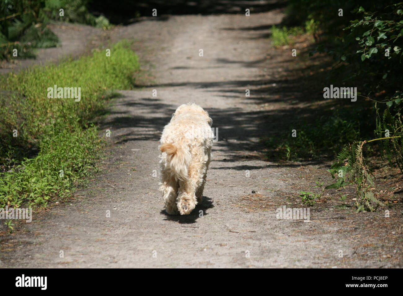cute cockapoo puppy Stock Photo - Alamy