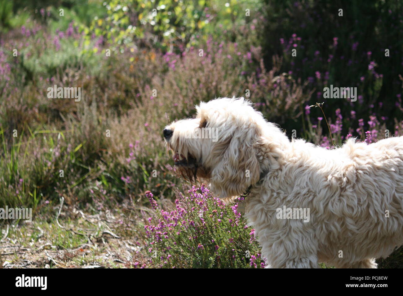 cute cockapoo puppy Stock Photo - Alamy