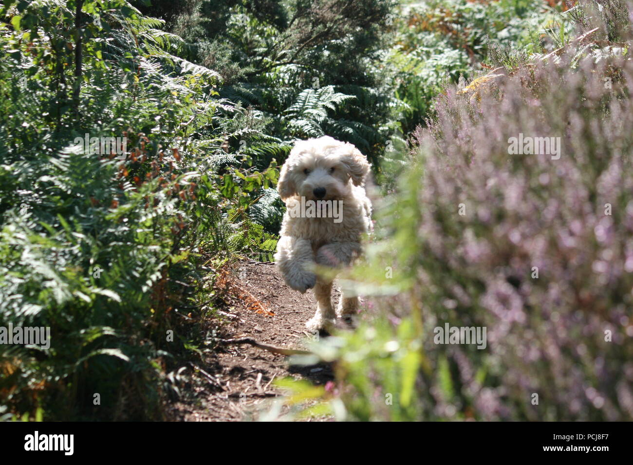 White cockapoo hi-res stock photography and images - Alamy