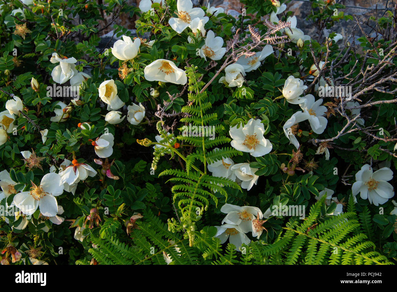 Wild Roses and ferns Stock Photo - Alamy