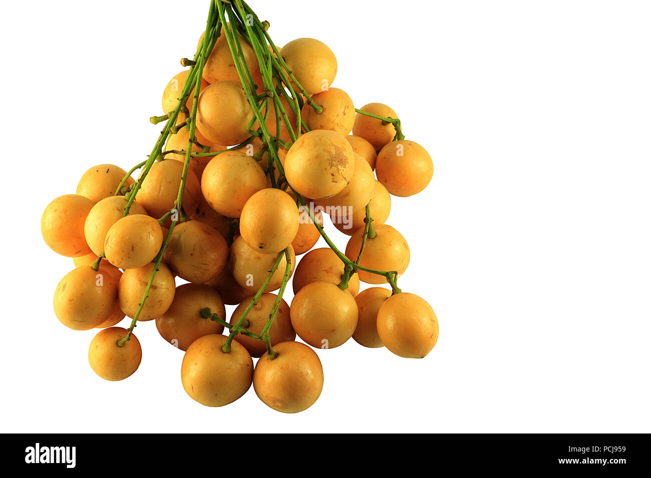 Bunch of baccaurea ramiflora in white background Stock Photo - Alamy