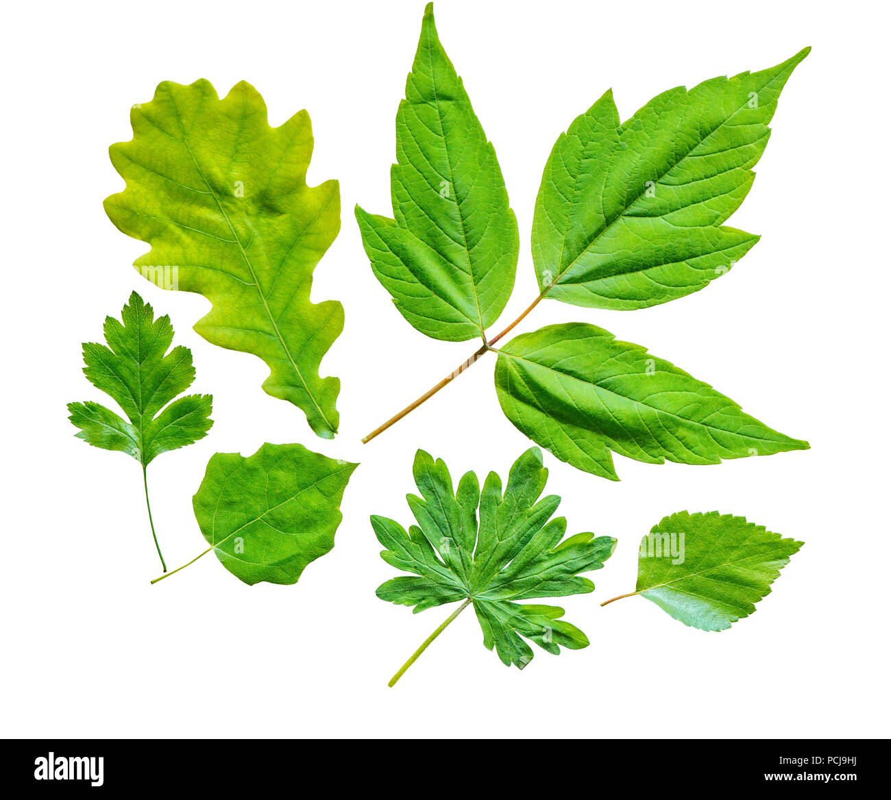 Set of the leaves of the different trees isolated on white Stock Photo ...