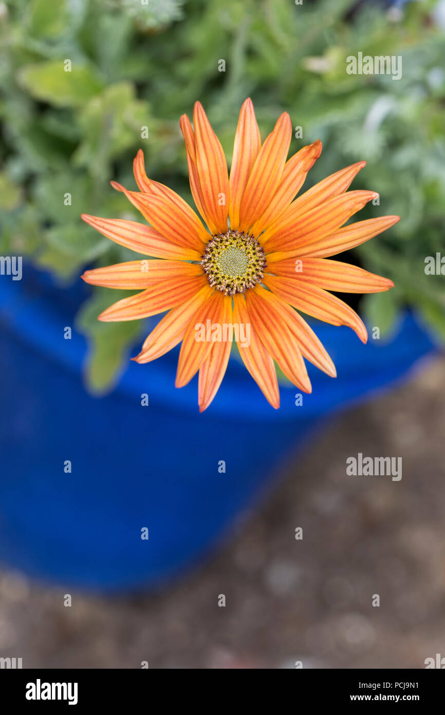 Close up of African daisy - Flame flowering in a blue ceramic pot ...