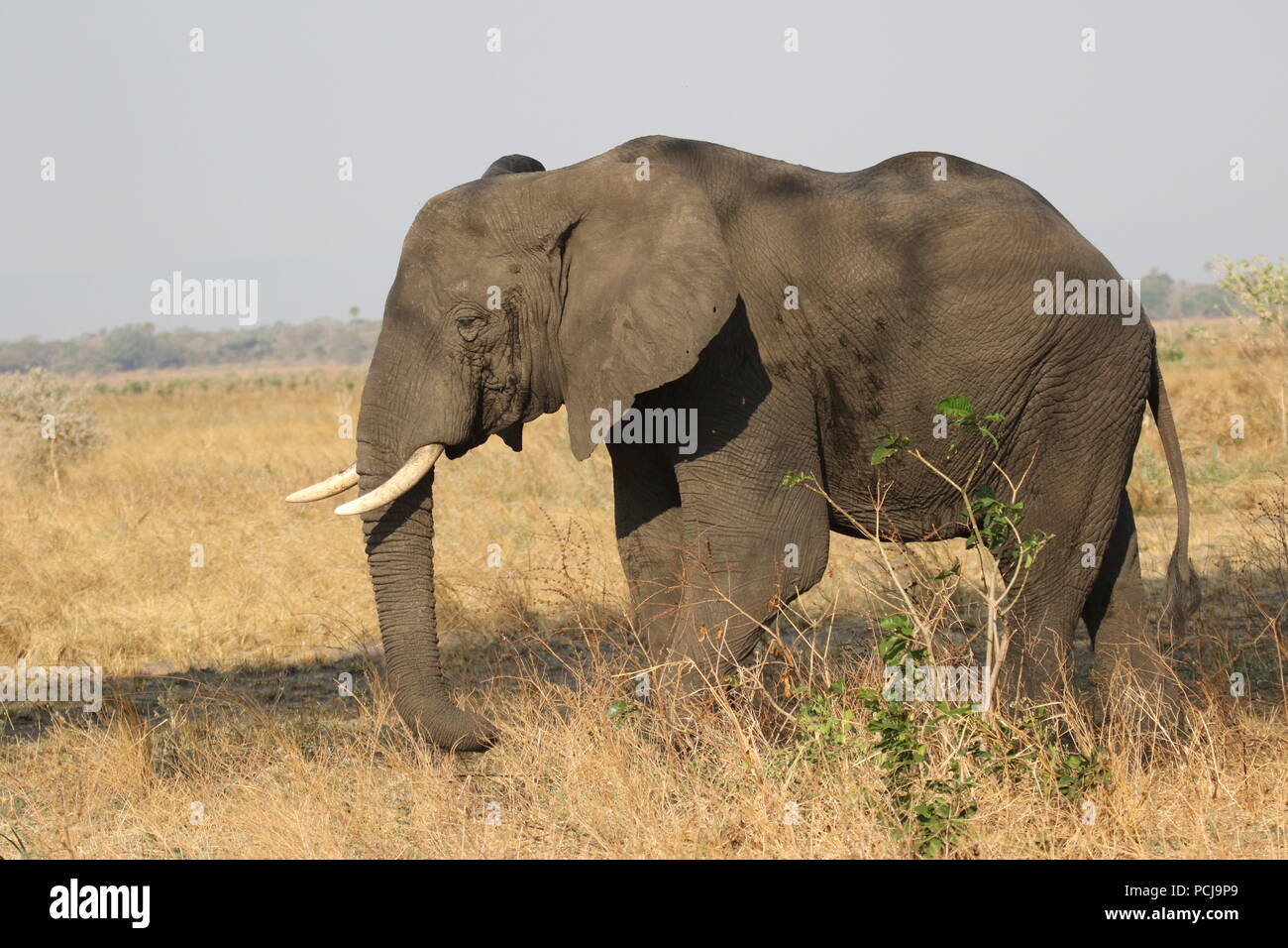 Katavi safari hi-res stock photography and images - Alamy