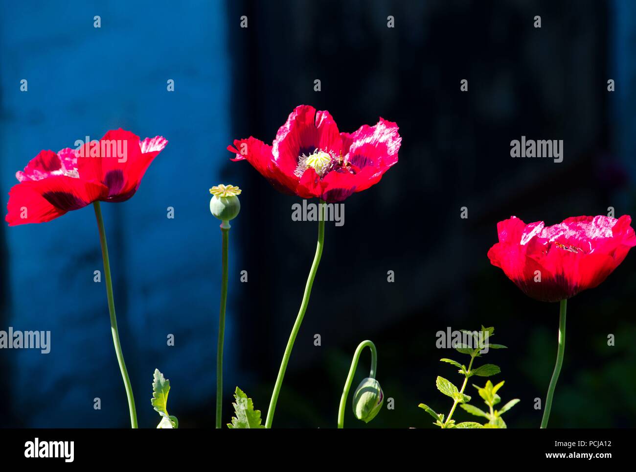 Red opium poppy Stock Photo - Alamy