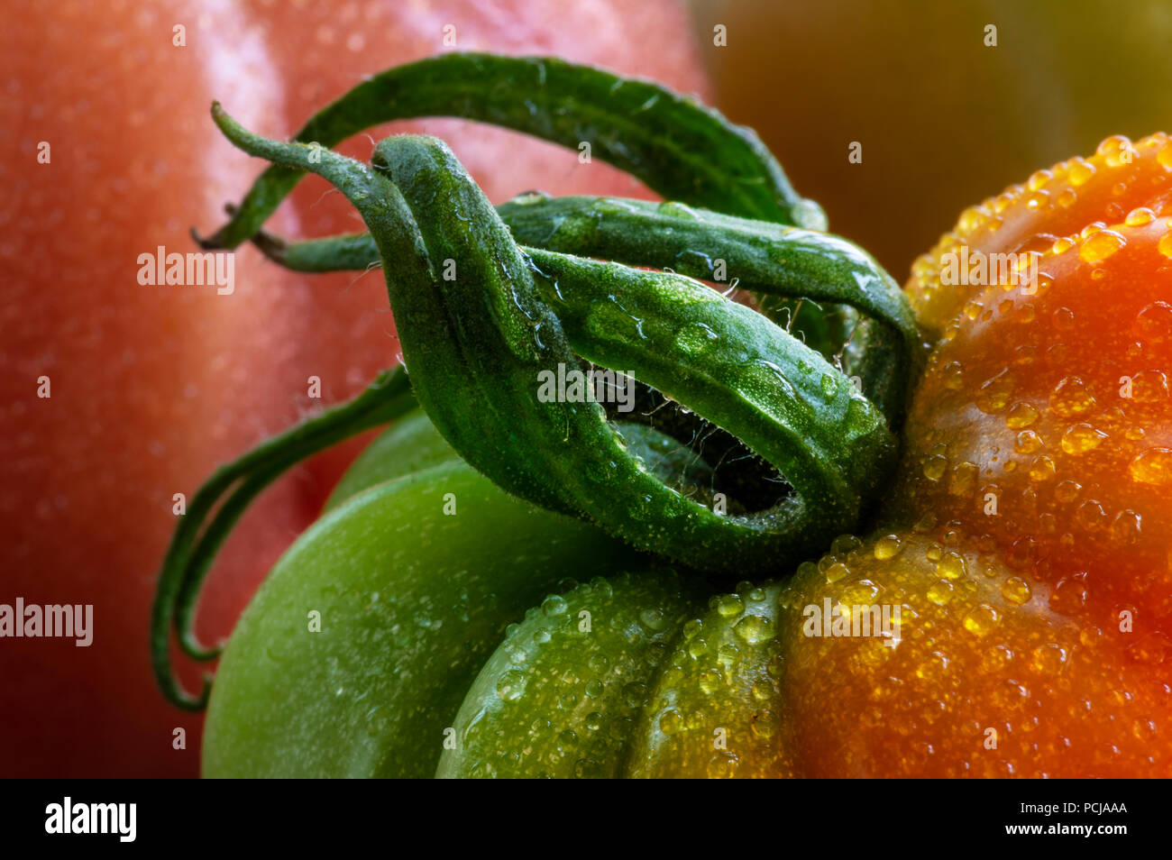 Tomato stem hi-res stock photography and images - Alamy