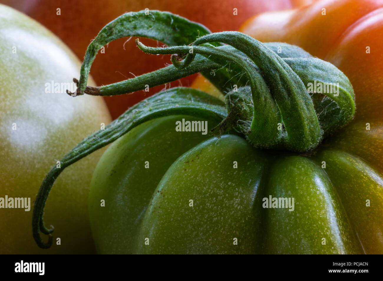 Tomato stem hi-res stock photography and images - Alamy