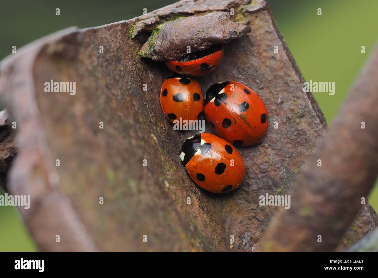 Four 7-spot Ladybirds (Coccinella septempunctata) huddled together on ...