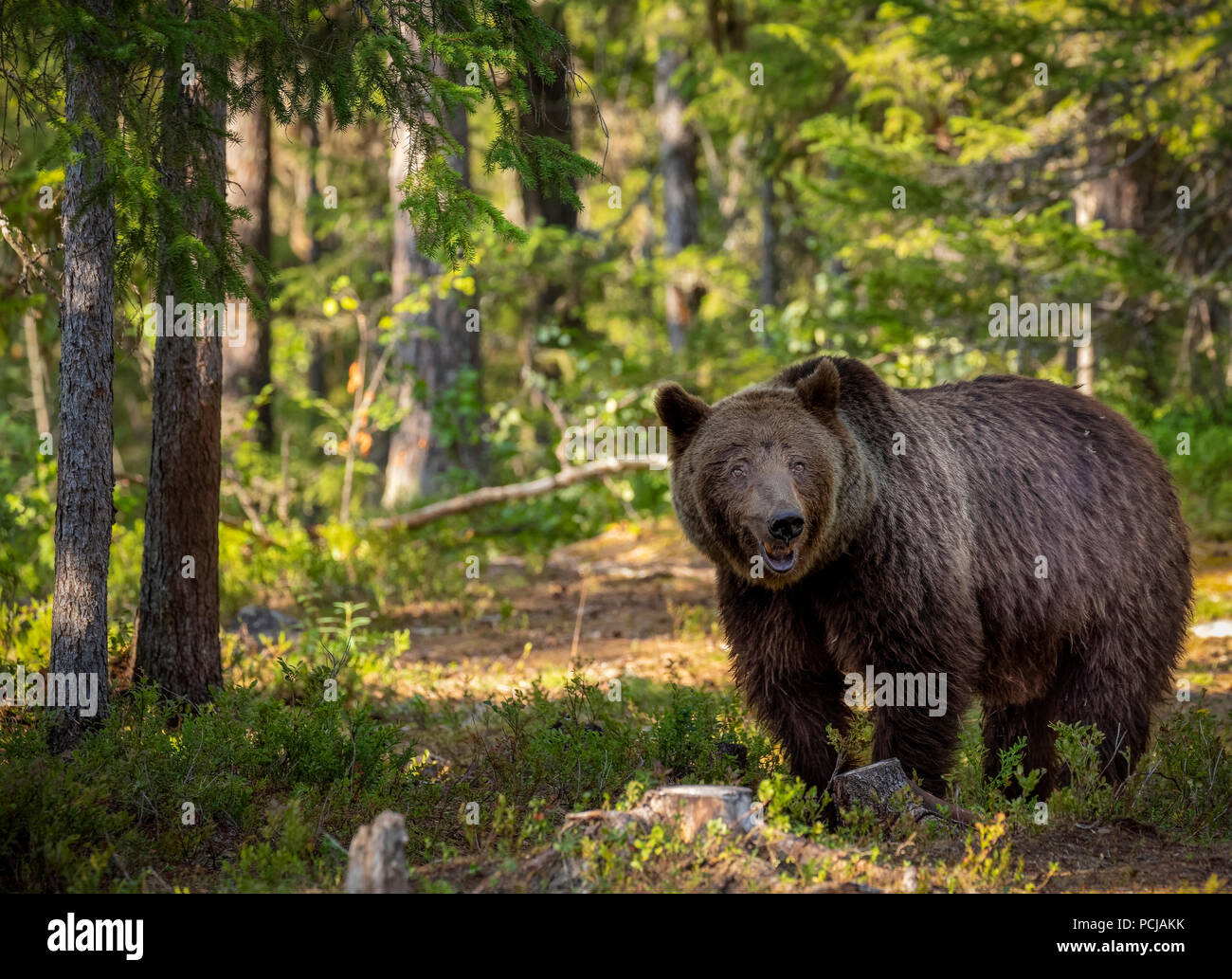 Wild brown bear in forest Stock Photo - Alamy