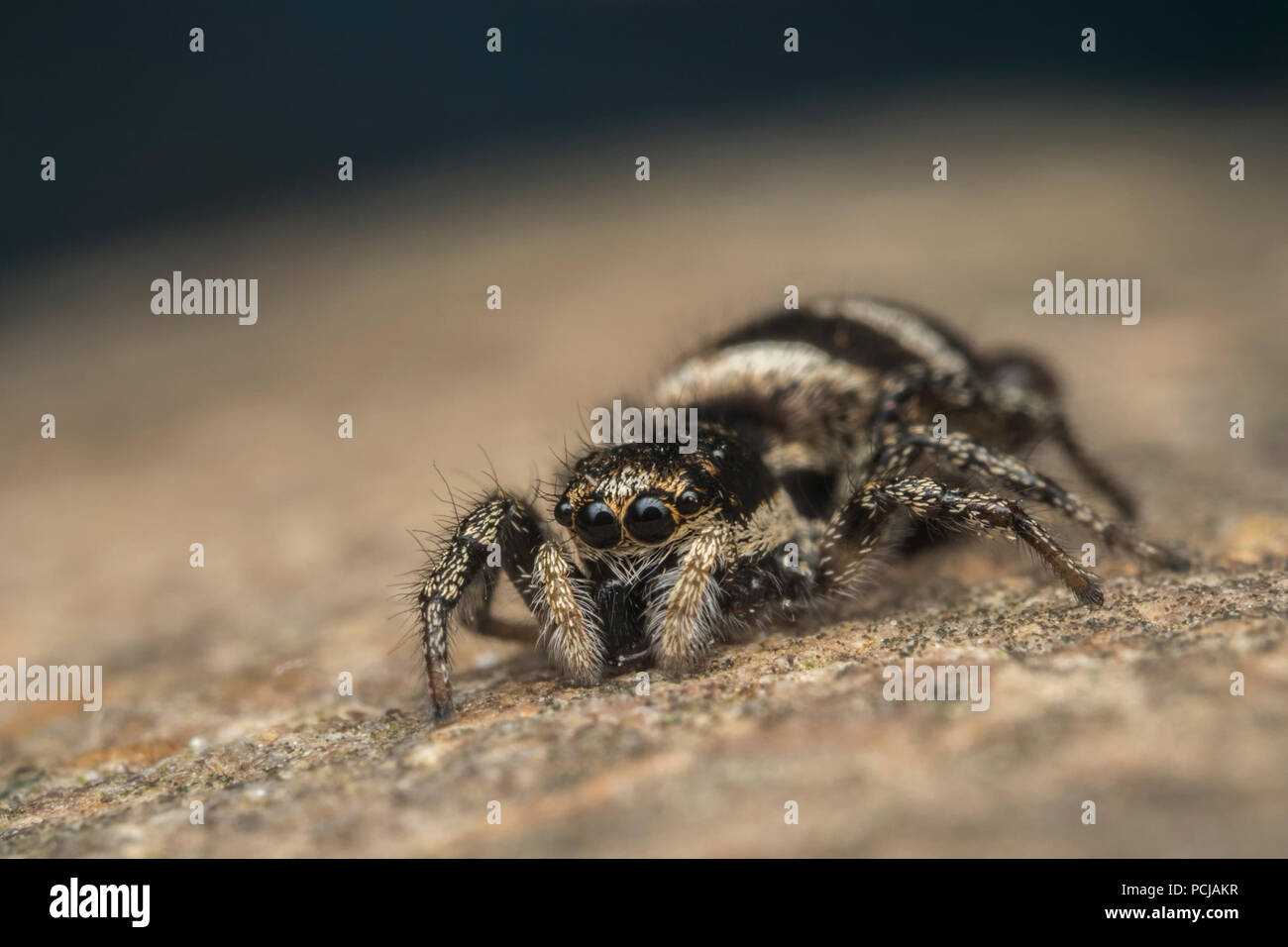 Spider zebra hi-res stock photography and images - Alamy