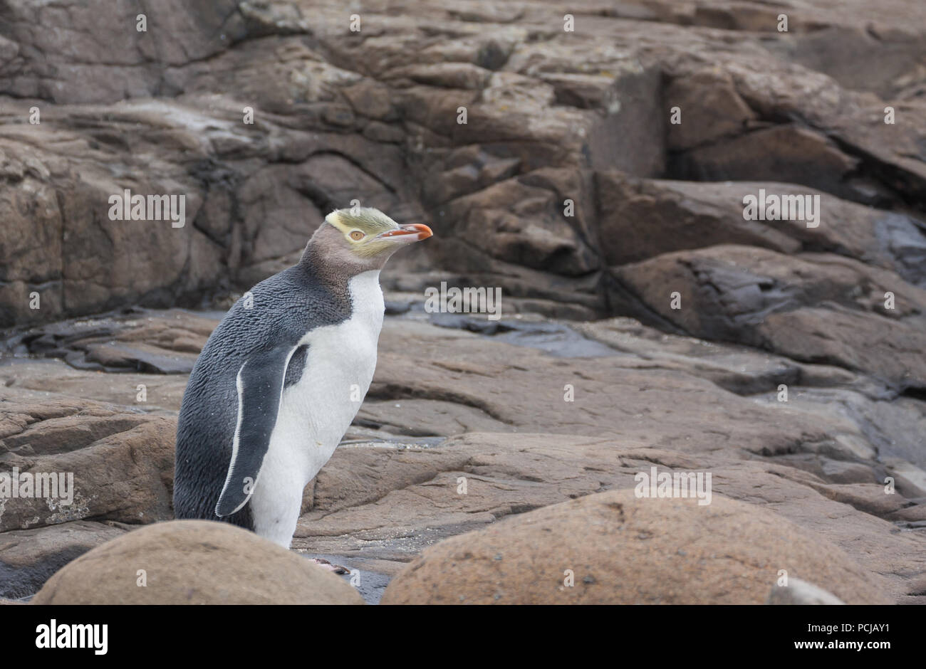 Yellow eyed penguin. Very rare occurring only off the coast of New ...
