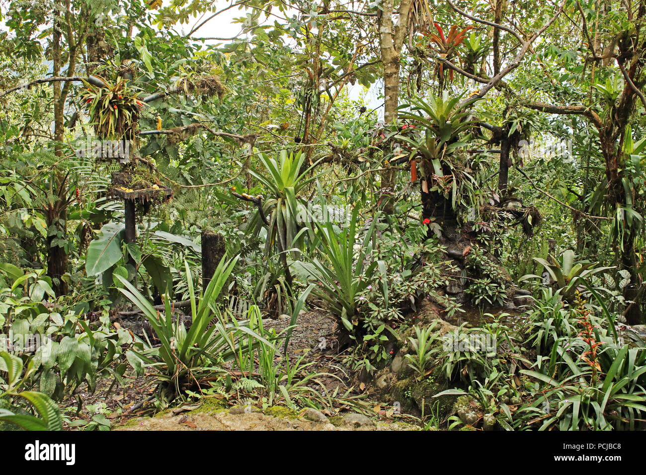 bird feeding station Nono-Mindo Road, Ecuador February Stock Photo - Alamy