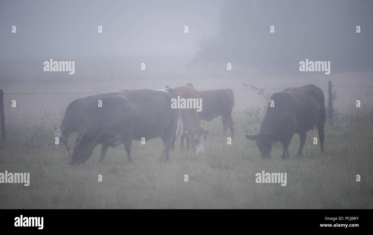 Cattle grazing at sunrise hi-res stock photography and images - Alamy