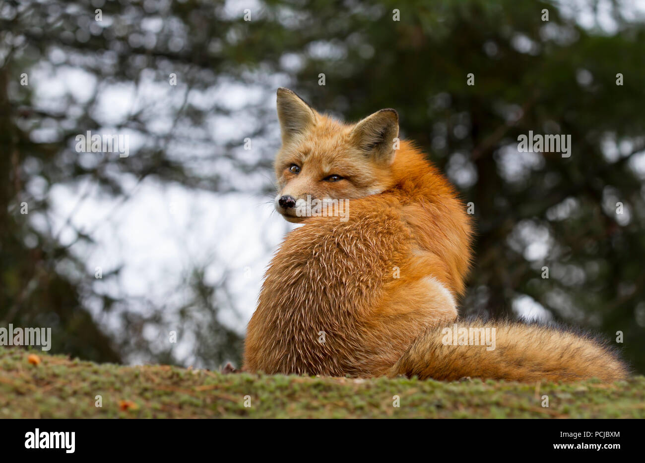 Red fox (Vulpes vulpes) with a bushy tail looking over his shoulder in ...