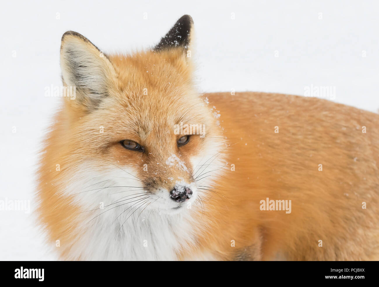 Red fox (Vulpes vulpes) with a bushy tail isolated on white background ...