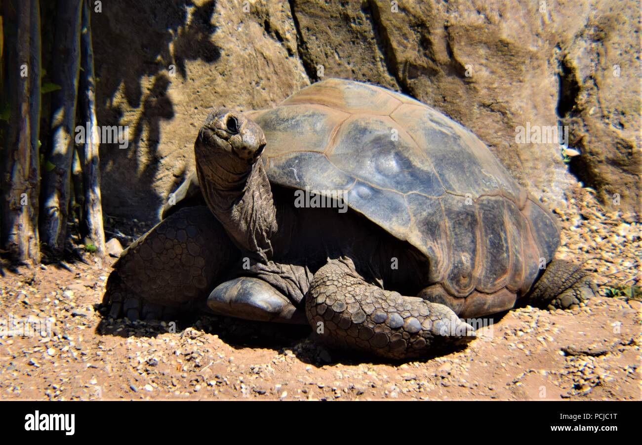 Smiling turtle hi-res stock photography and images - Alamy