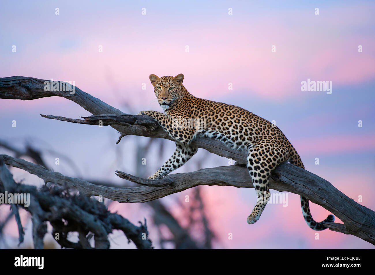 Botswana Leopard Cub High Resolution Stock Photography and Images - Alamy