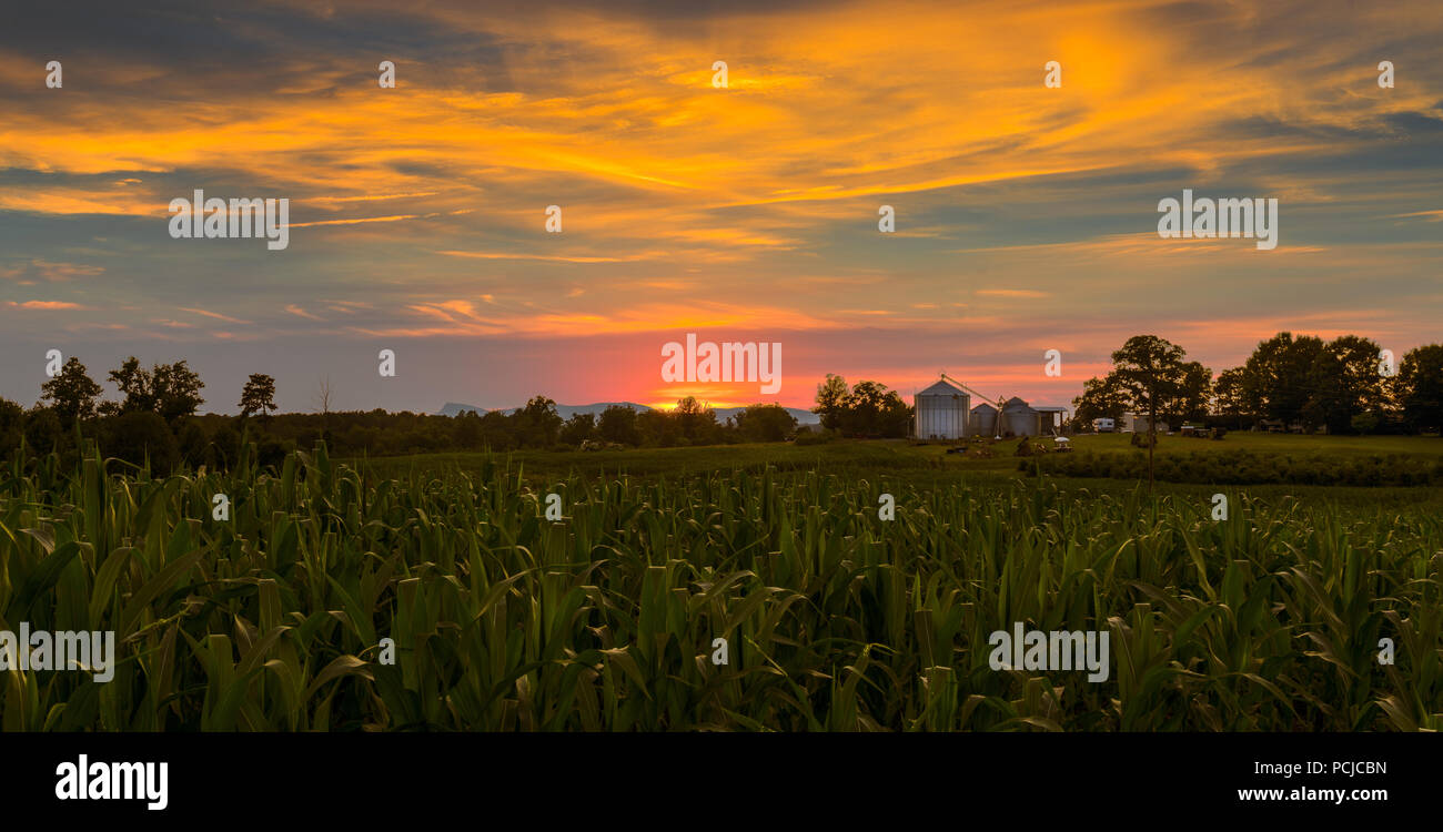 Sunset in farm country, North Carolina. Corn field in the foreground ...
