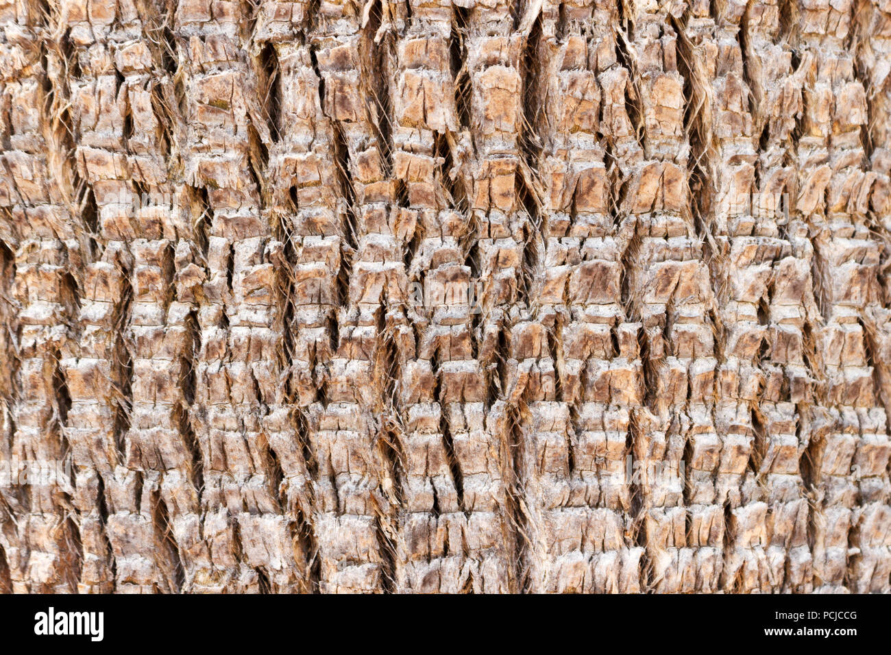Palm tree bark texture background in sunny day Stock Photo - Alamy
