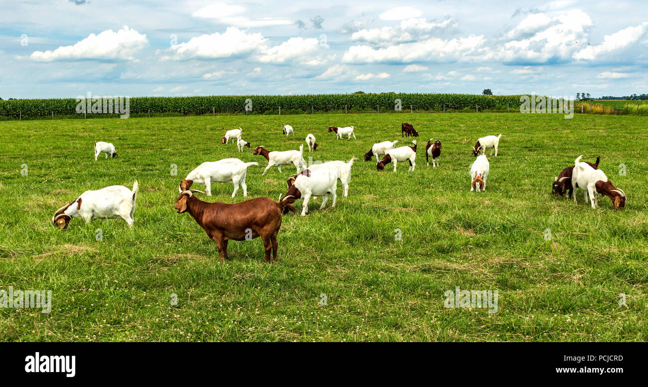 Herd of Boer goats Stock Photo - Alamy