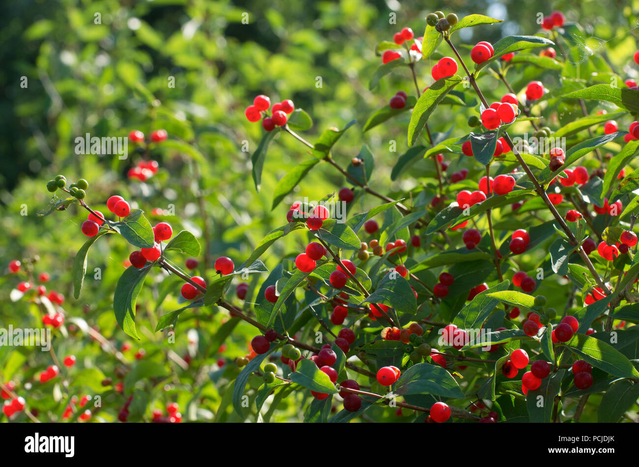 Honeysuckle Bush Berries