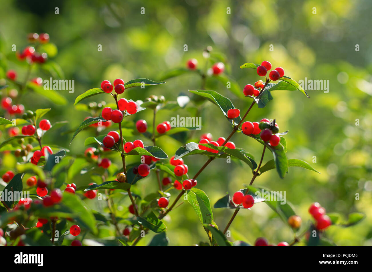 Beautiful red berries hi-res stock photography and images - Alamy