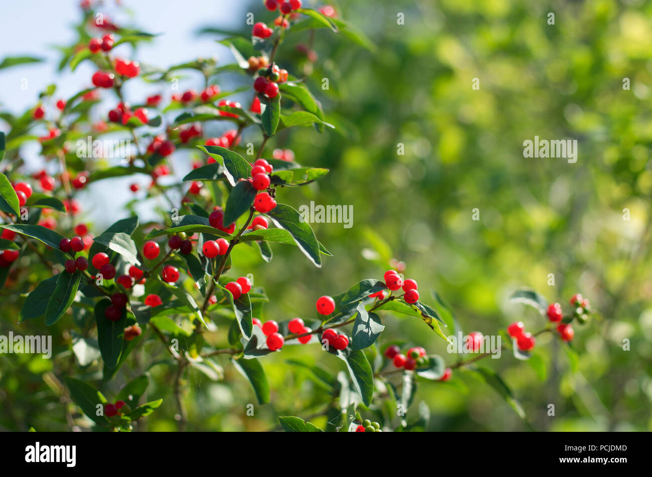 Beautiful red berries hi-res stock photography and images - Alamy