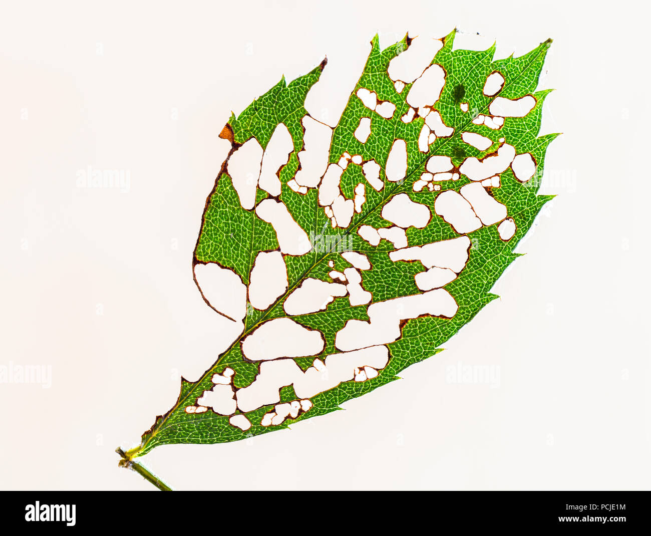 Decomposing leaf hi-res stock photography and images - Alamy